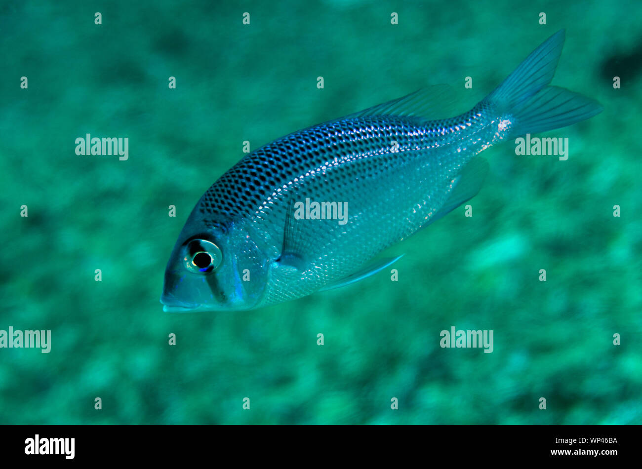 Gymnocranius hi-res stock photography and images - Alamy