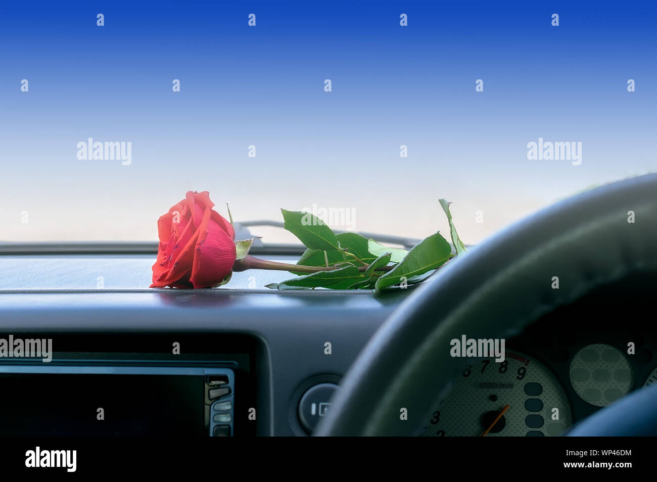 a red rose flower lies on the dashboard inside the car Stock Photo - Alamy