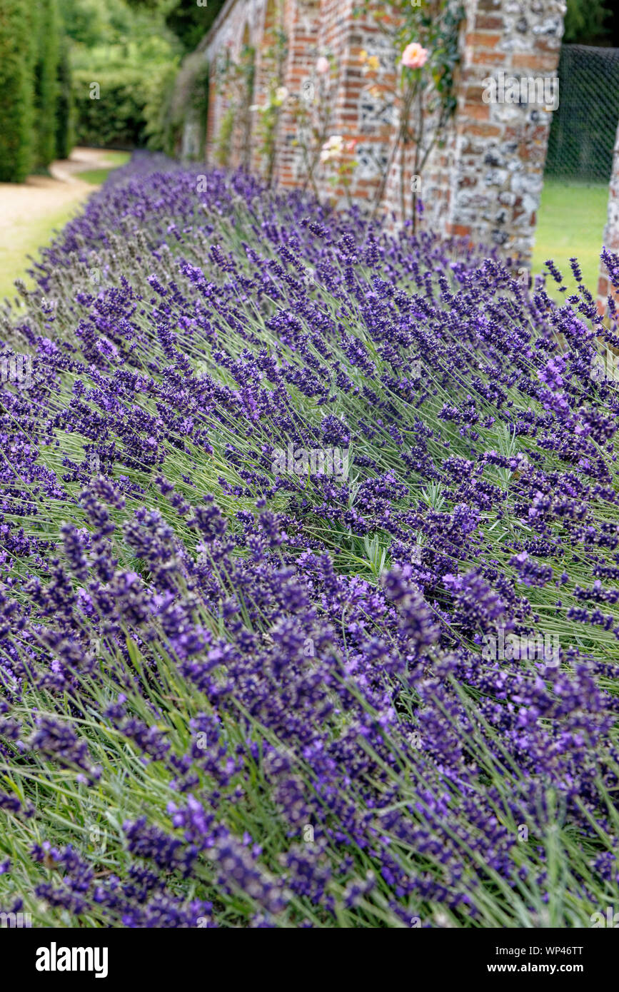 Lavender meadow close up in the garden - England - United Kingdom Stock ...