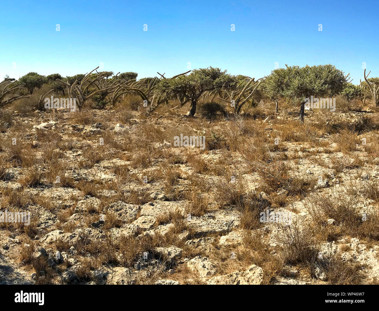Didierea madagascariensis , the Octopus tree of Western Madagascar, in ...