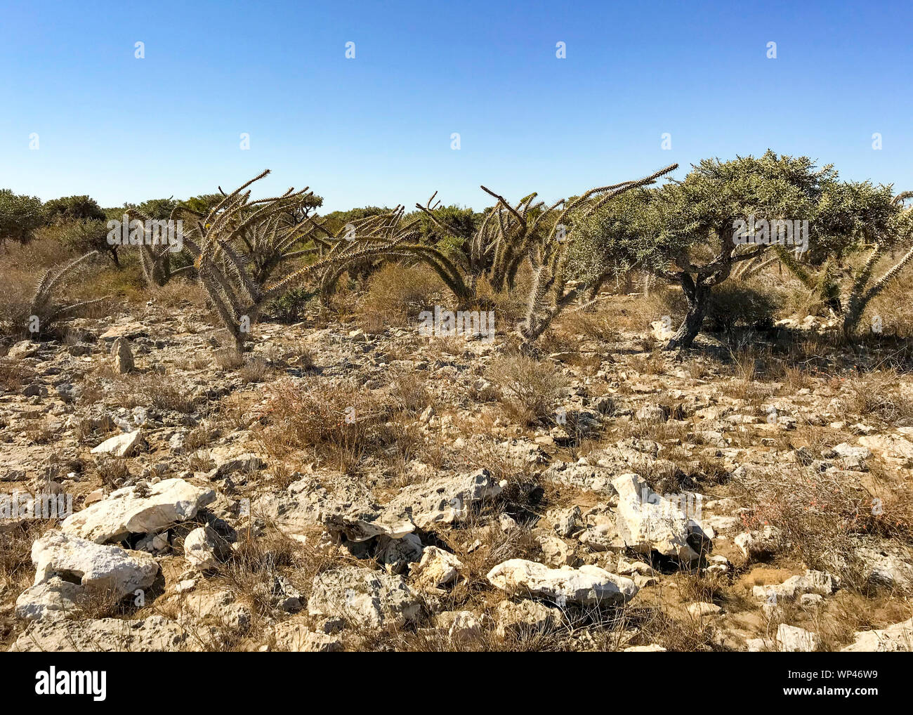 Didierea madagascariensis , the Octopus tree of Western Madagascar, in ...