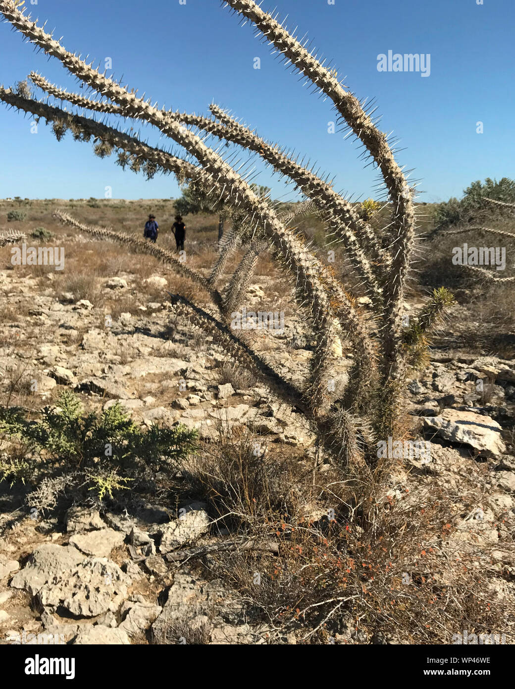 Octopus tree madagascar hi-res stock photography and images - Alamy