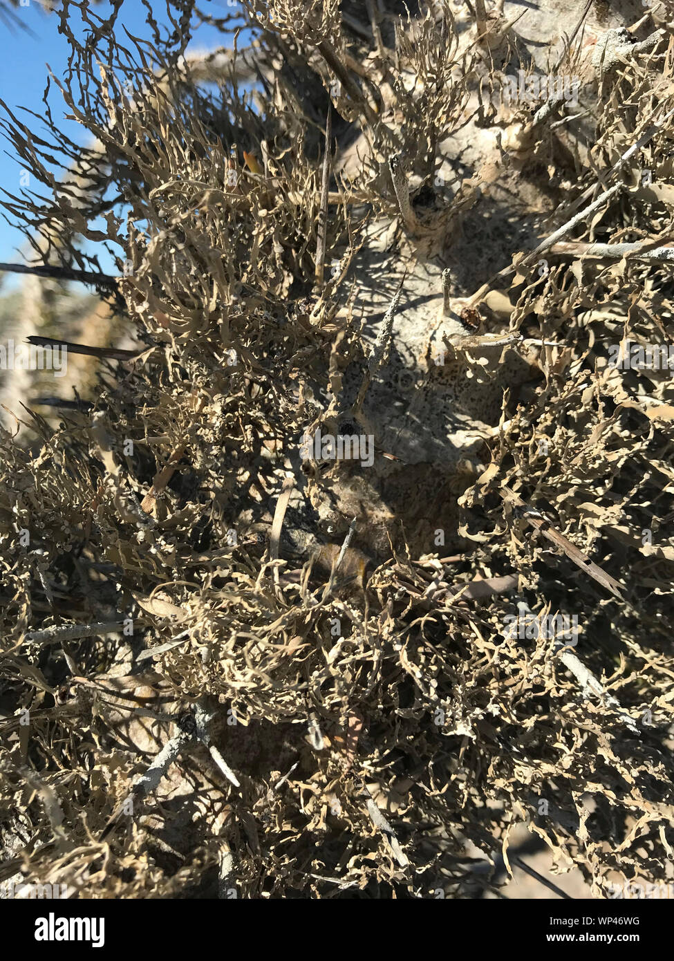 Lichens growing on dead thorny branches of Didierea madagascariensis ...