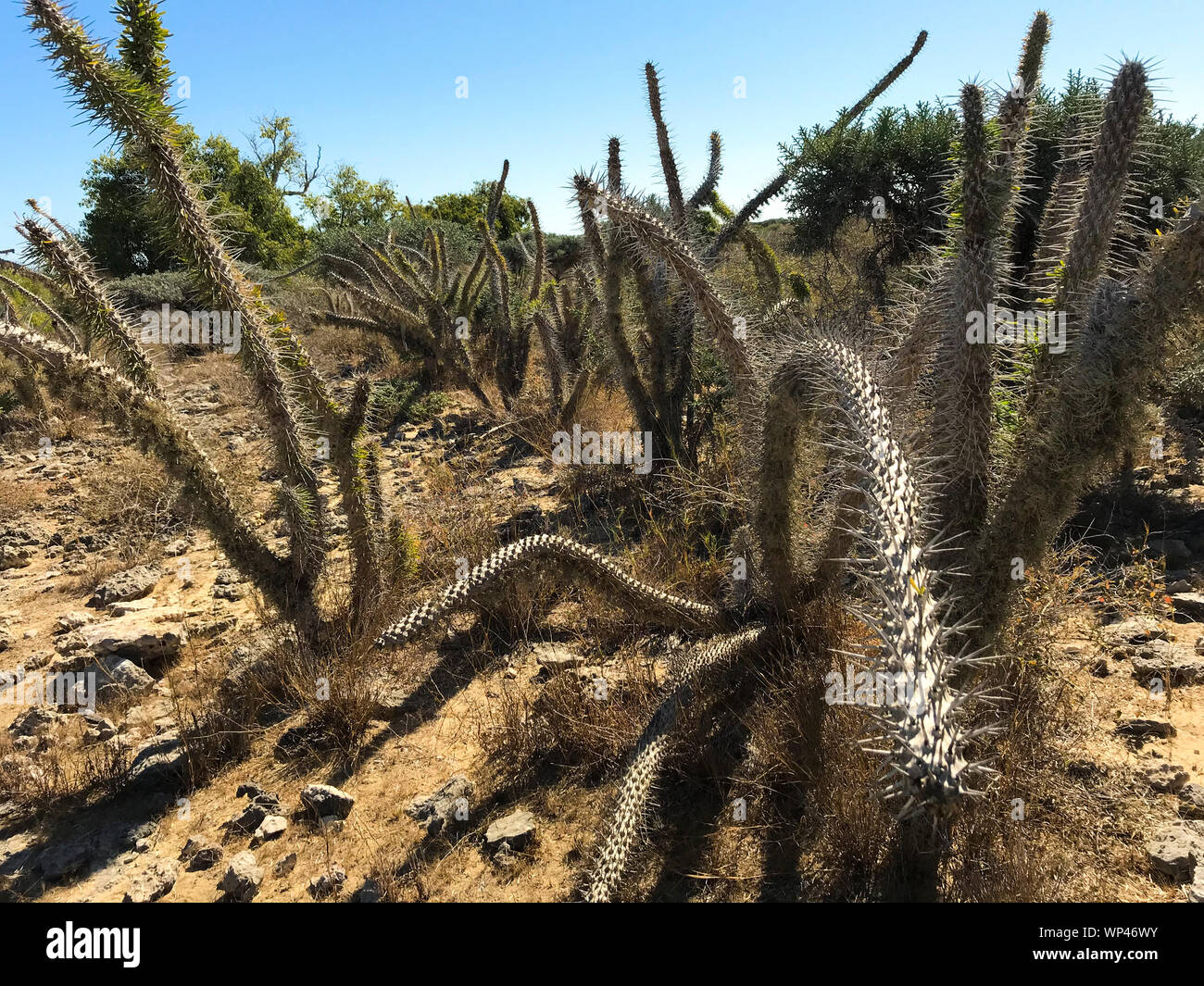 Octopus tree madagascar hi-res stock photography and images - Alamy