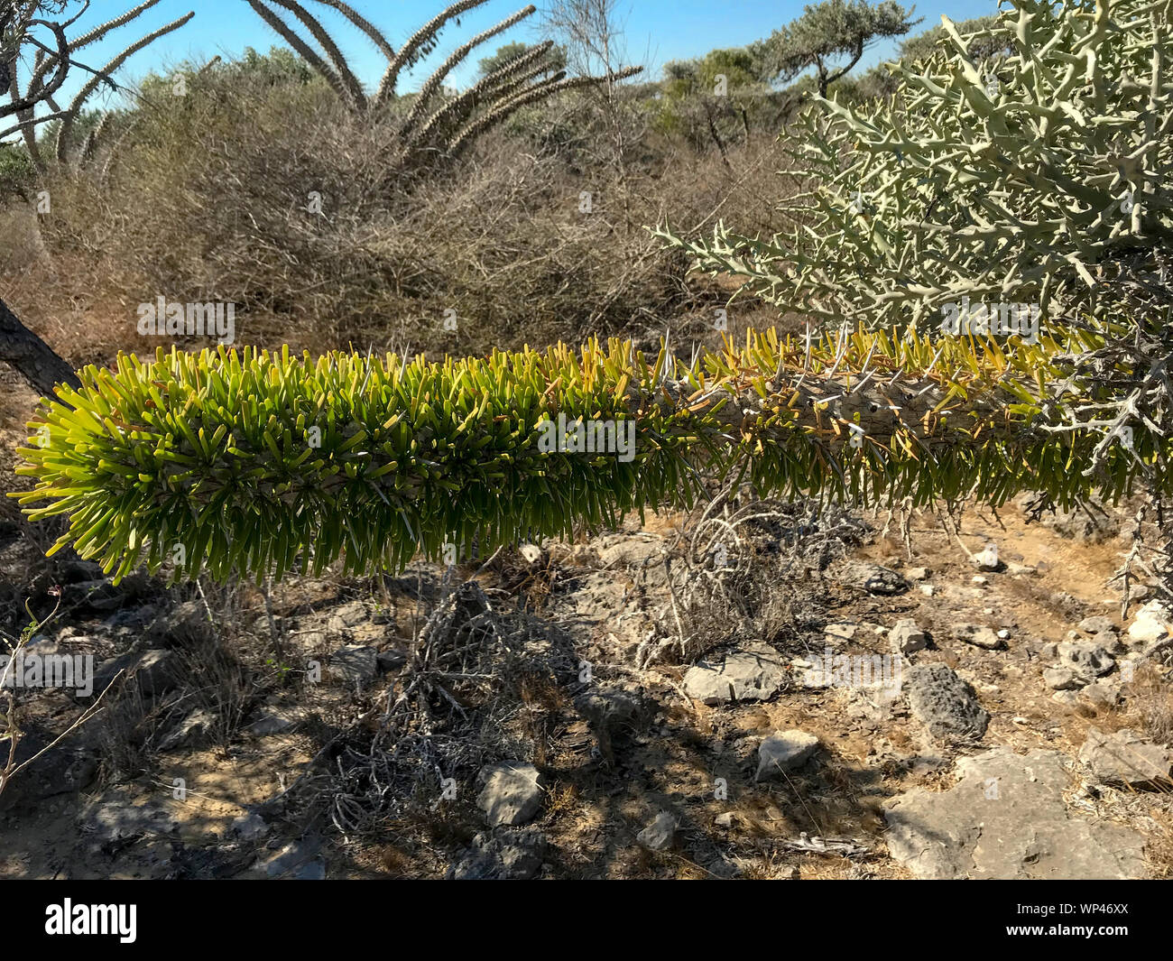 Unusually leafy branch of Didierea madagascariensis , the Octopus tree ...