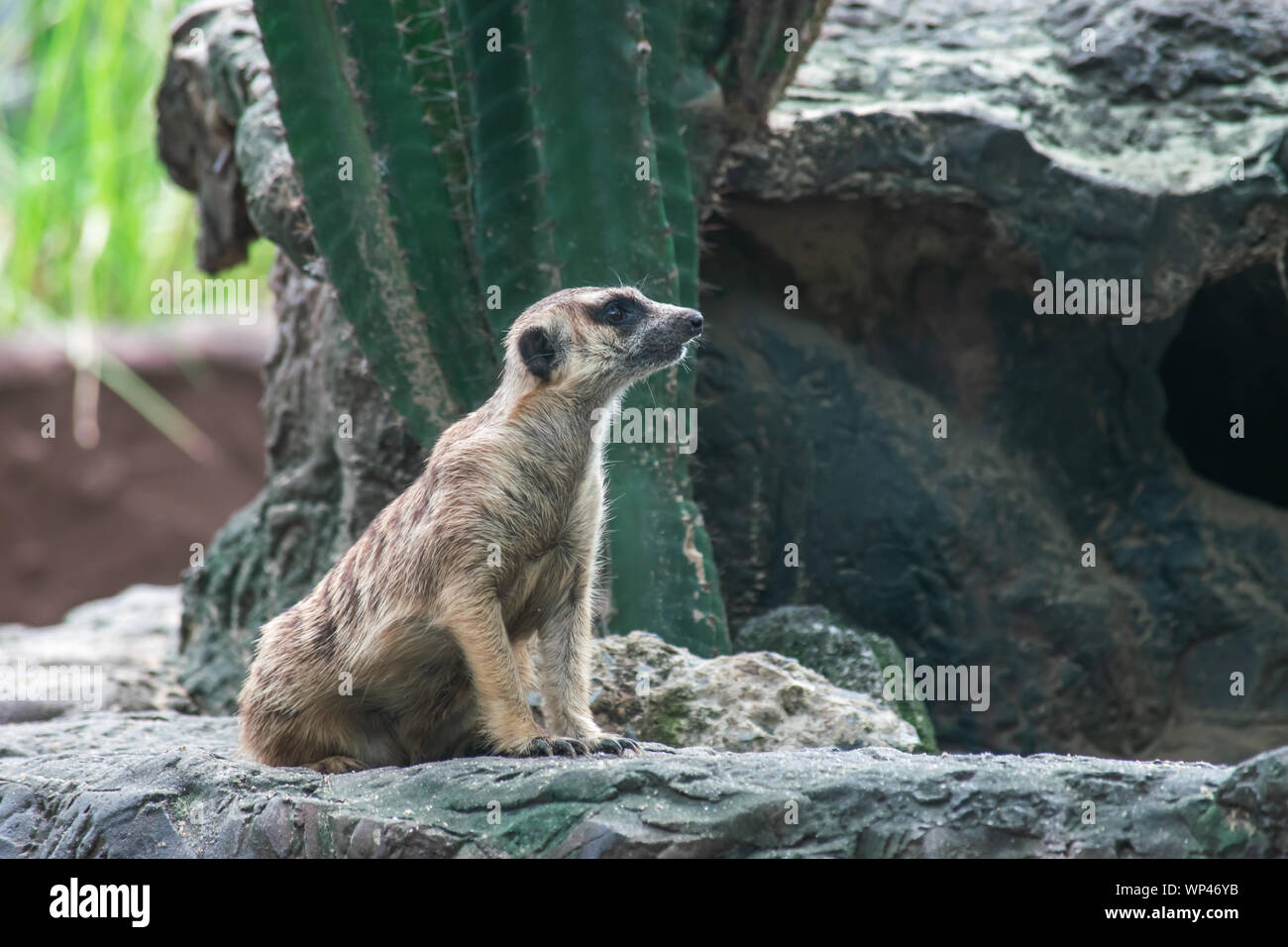 Mongoose smile hi-res stock photography and images - Alamy