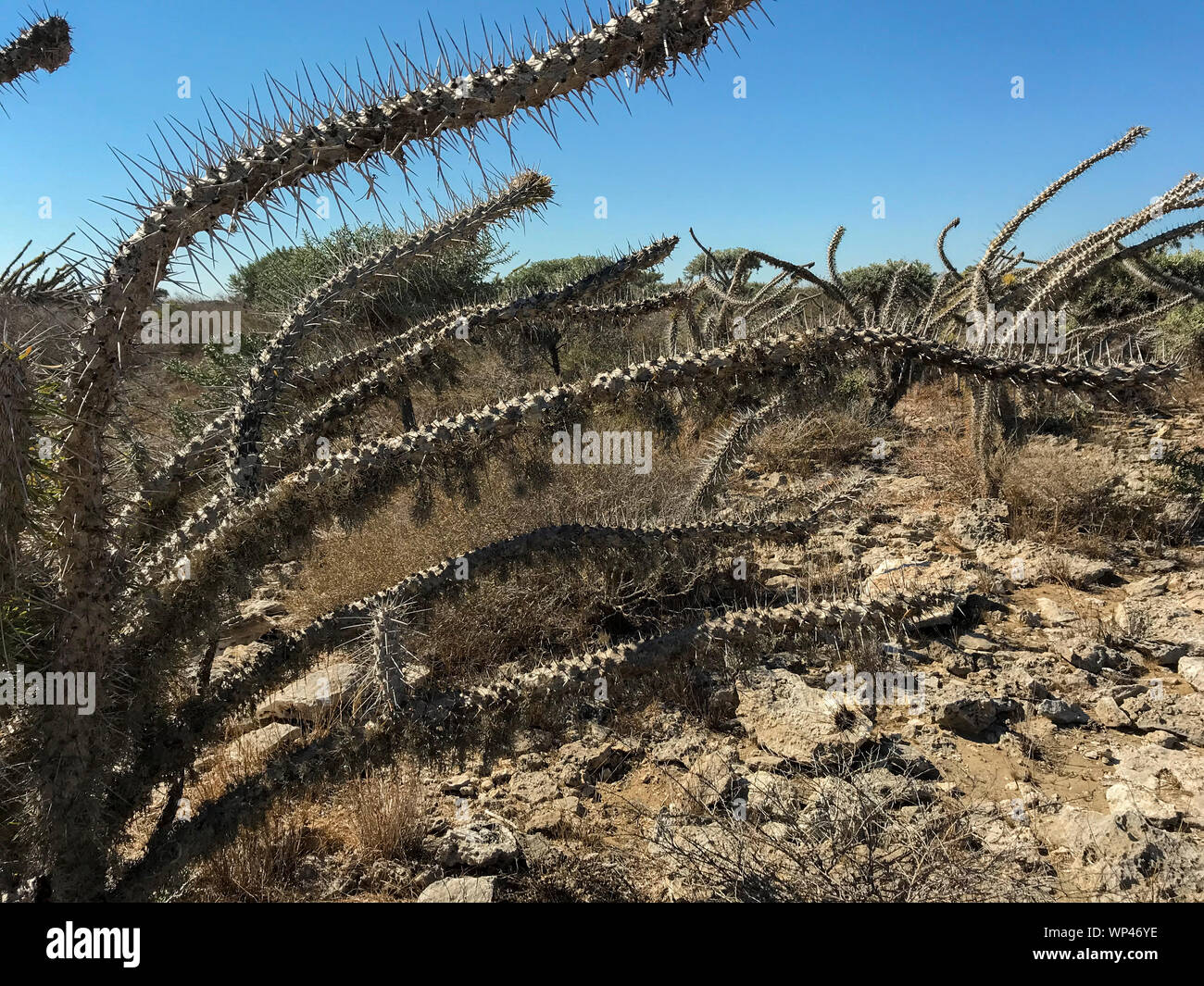 Didierea madagascariensis , the Octopus tree of Western Madagascar, in ...