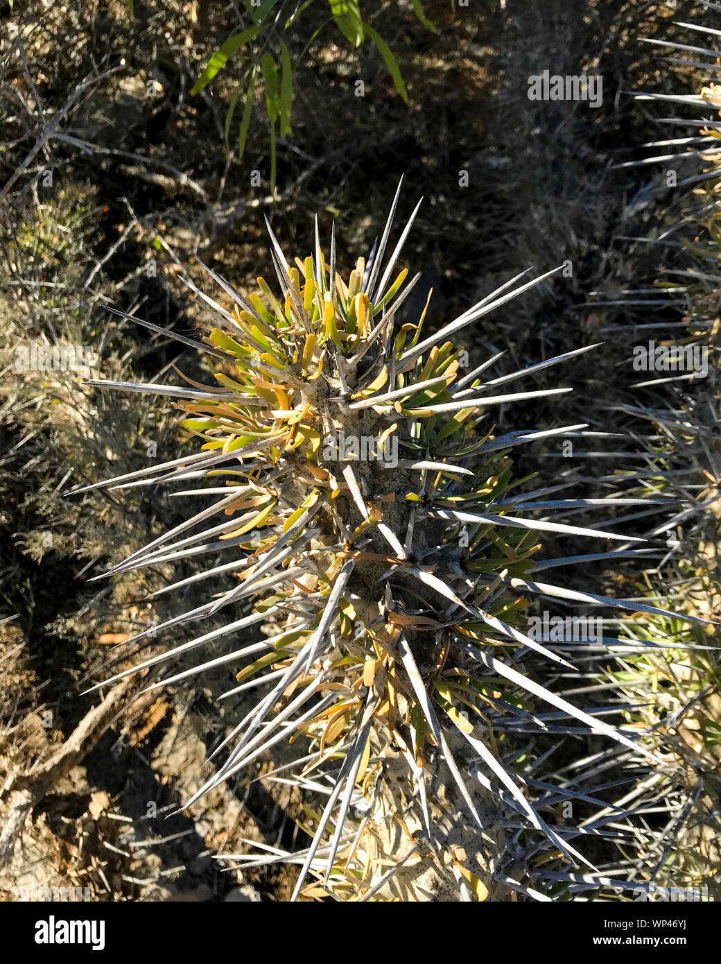 Didierea madagascariensis , the Octopus tree of Western Madagascar, in ...