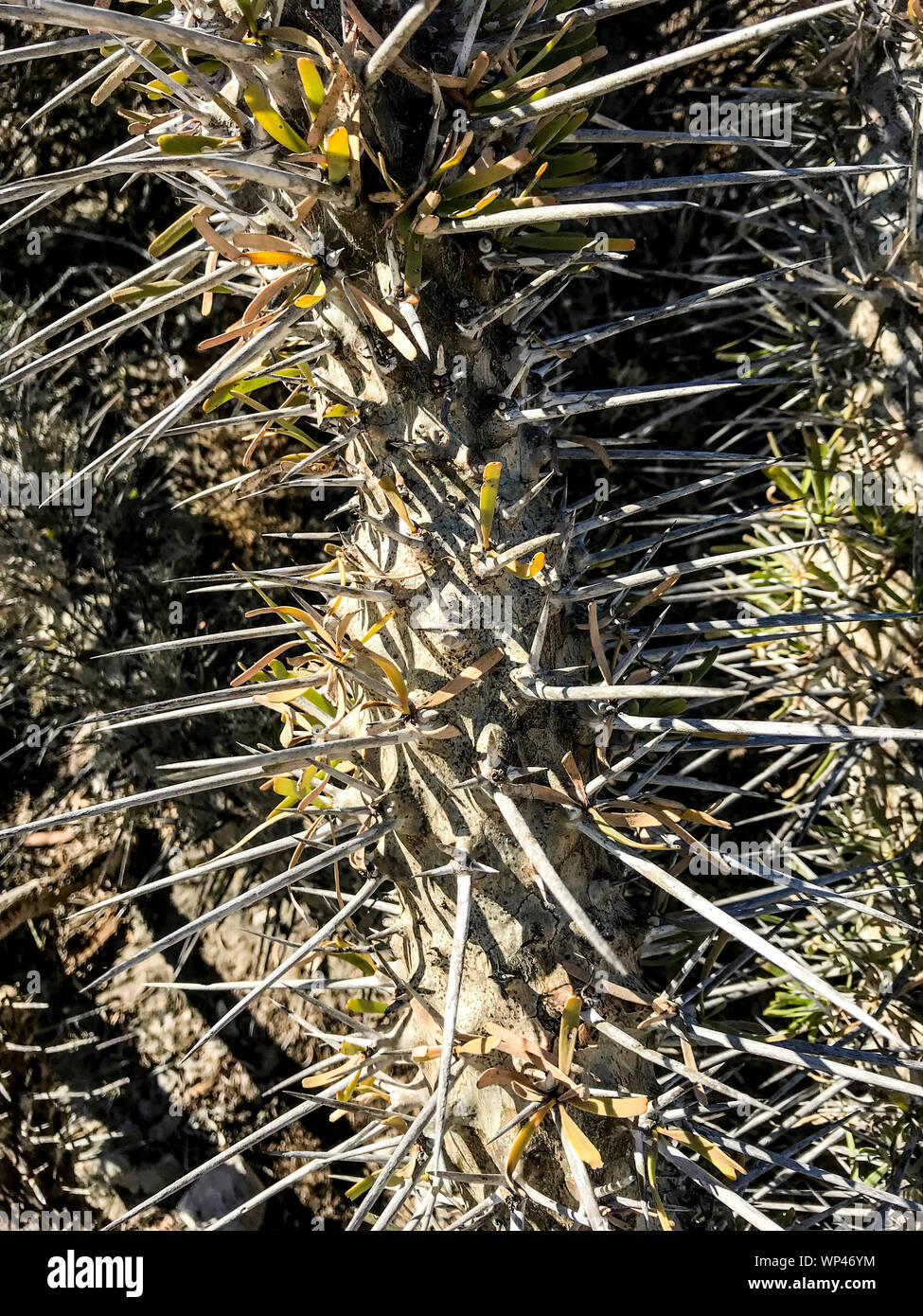 Didierea madagascariensis , the Octopus tree of Western Madagascar, in ...