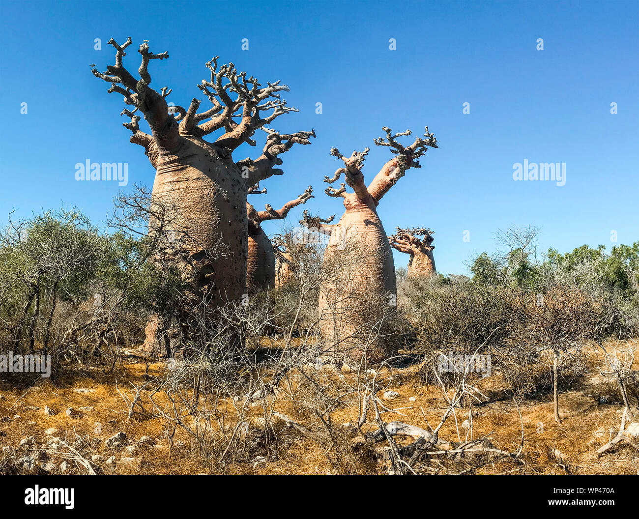Baobab trees, Adansonia grandidieri, in the winter dry season with no ...