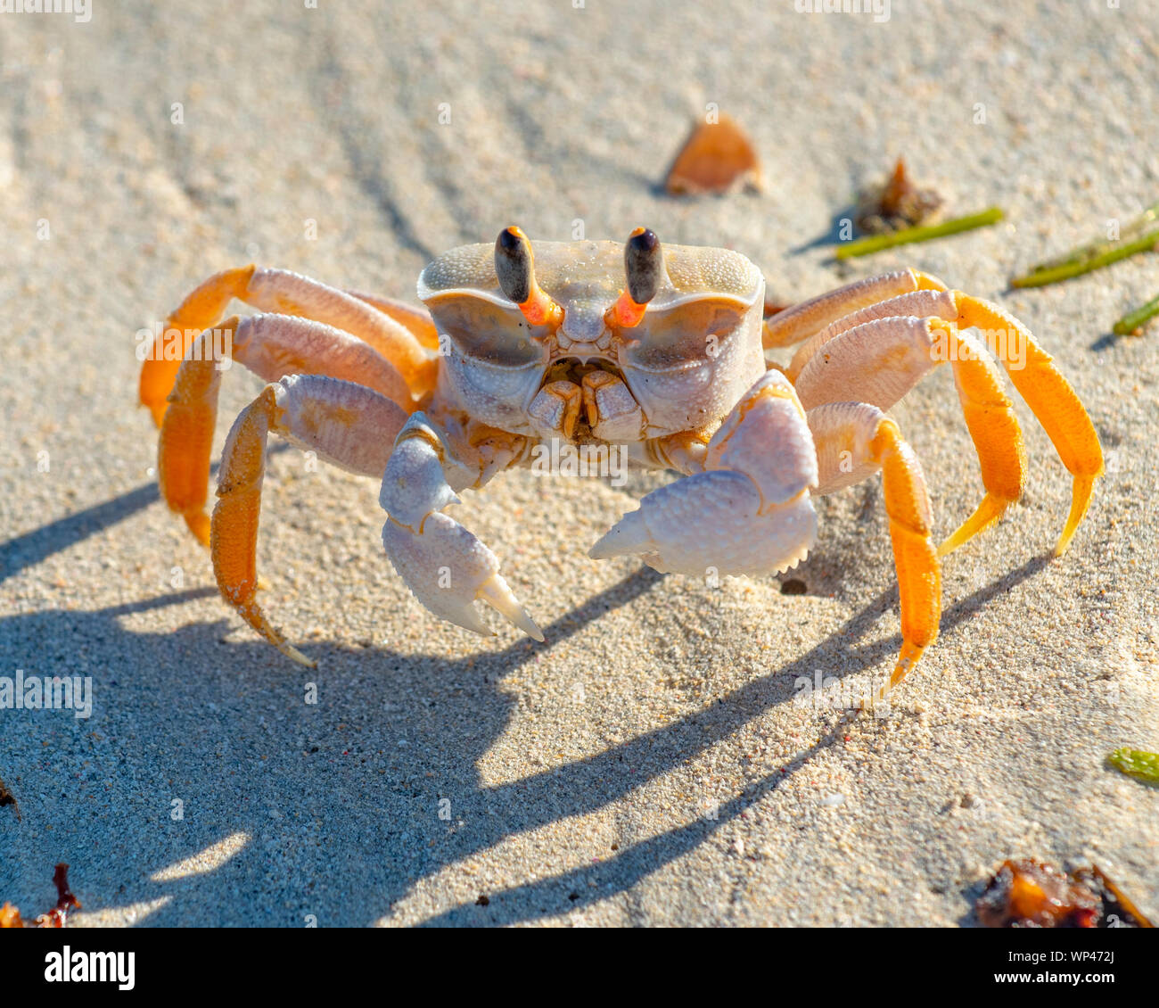 Yellow Crabs