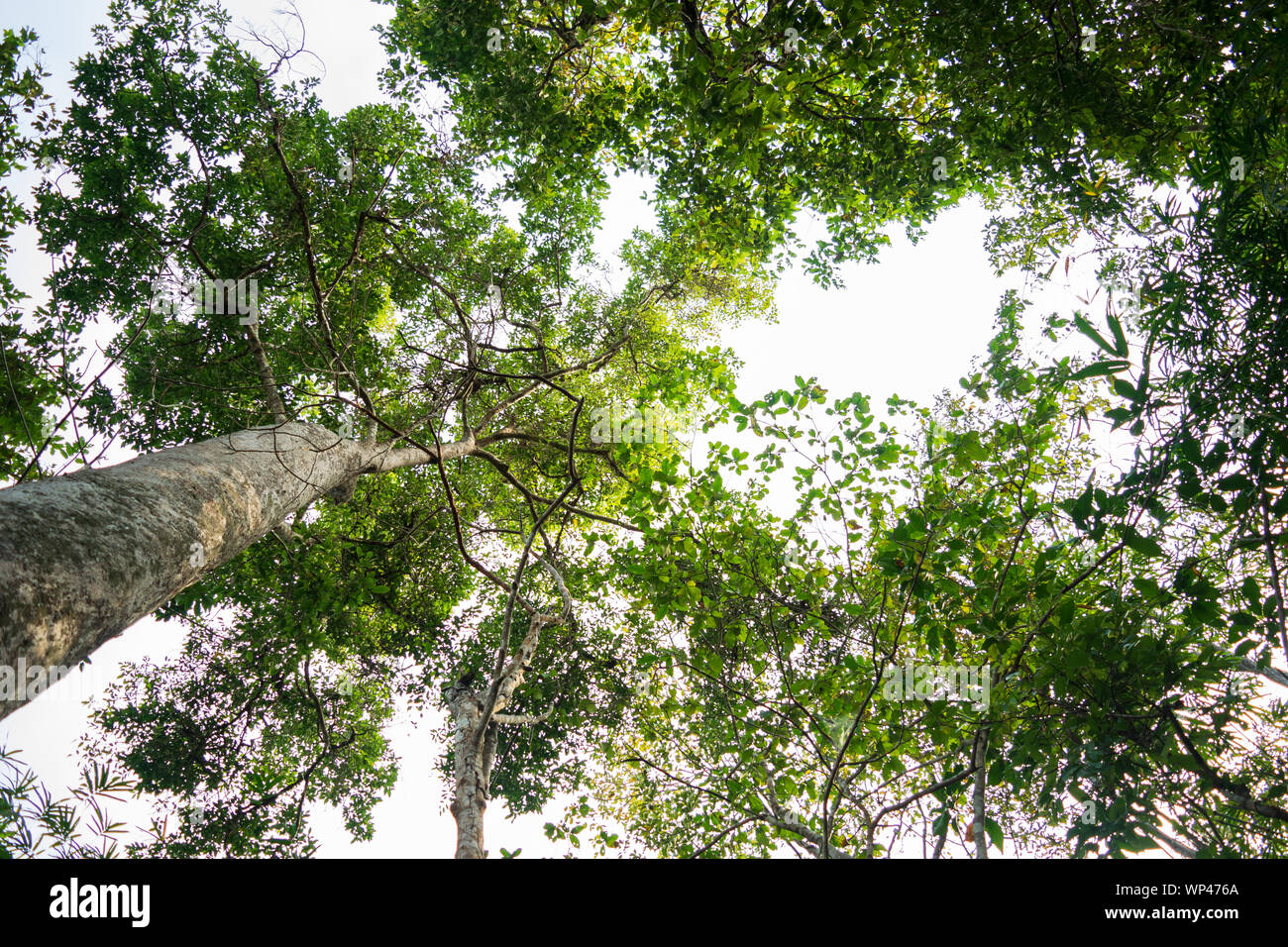The giant green natural tree of life with sunlight fare Stock Photo - Alamy