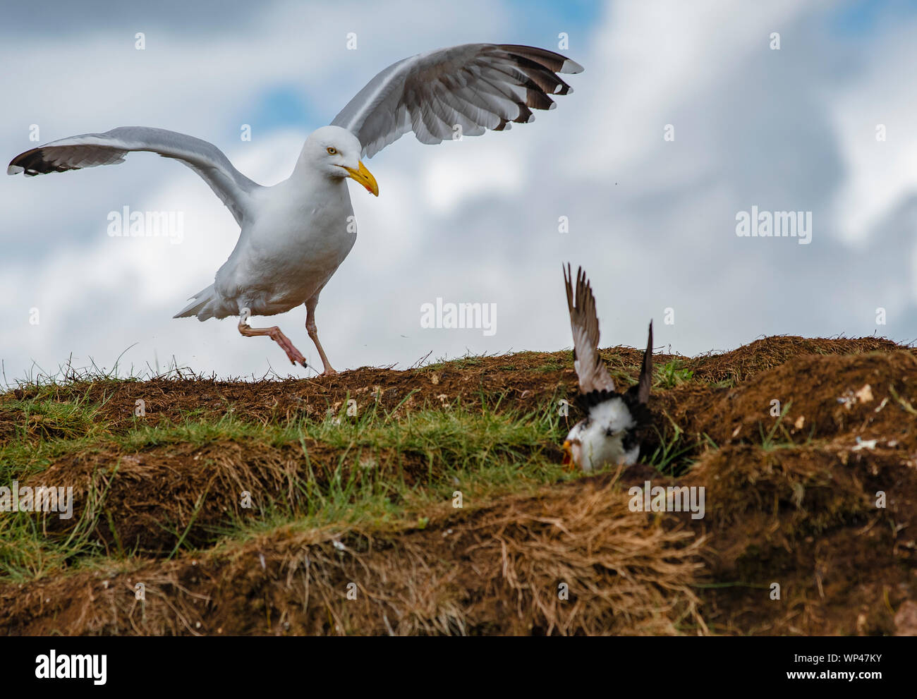 Aggressive and fierce looking herring gull, Larus argentatus ...