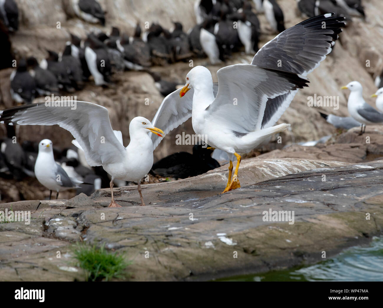 Pairing dance hi-res stock photography and images - Alamy
