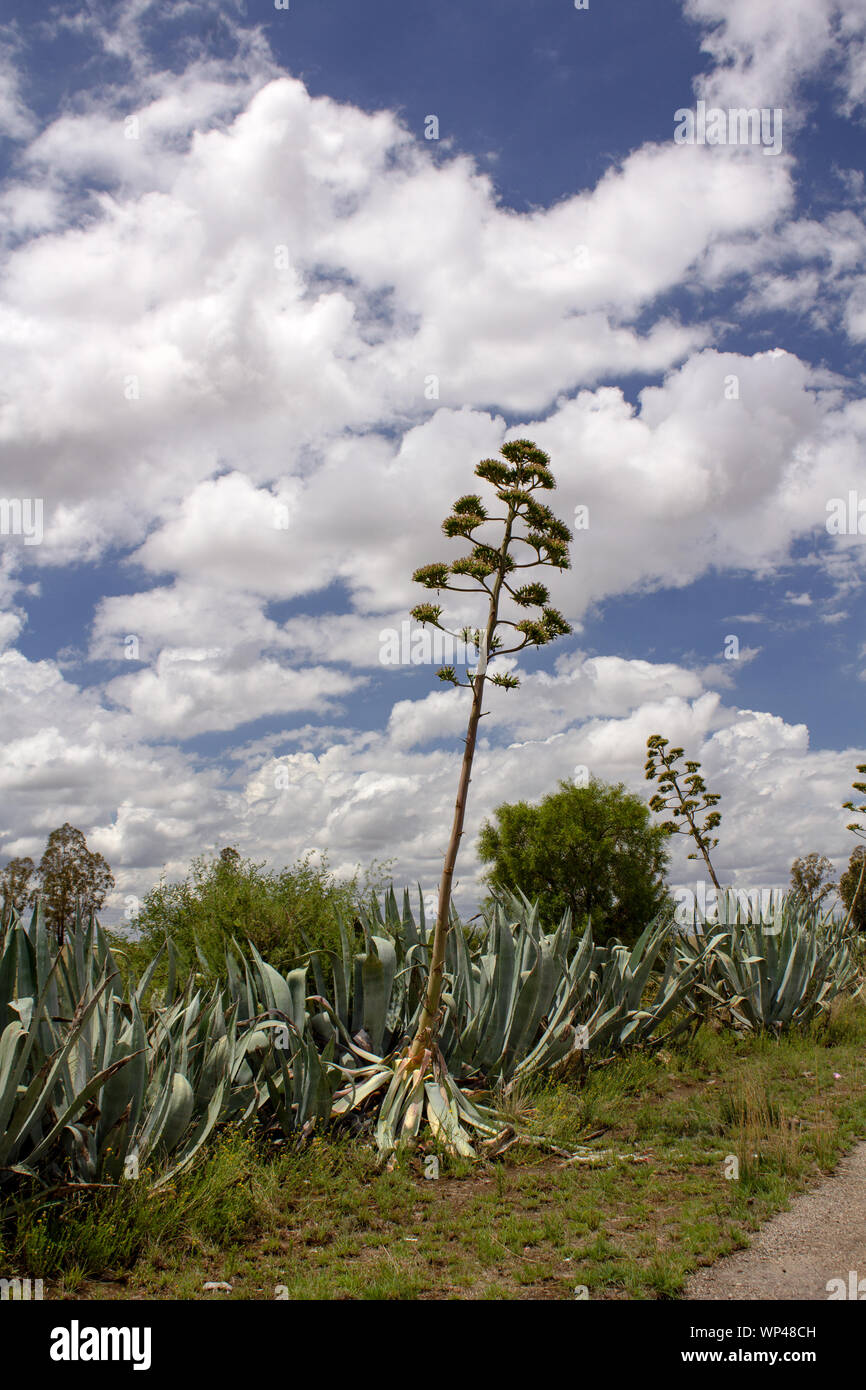Agave plants with flowers, landscape in Vrystaat, South Africa Stock ...
