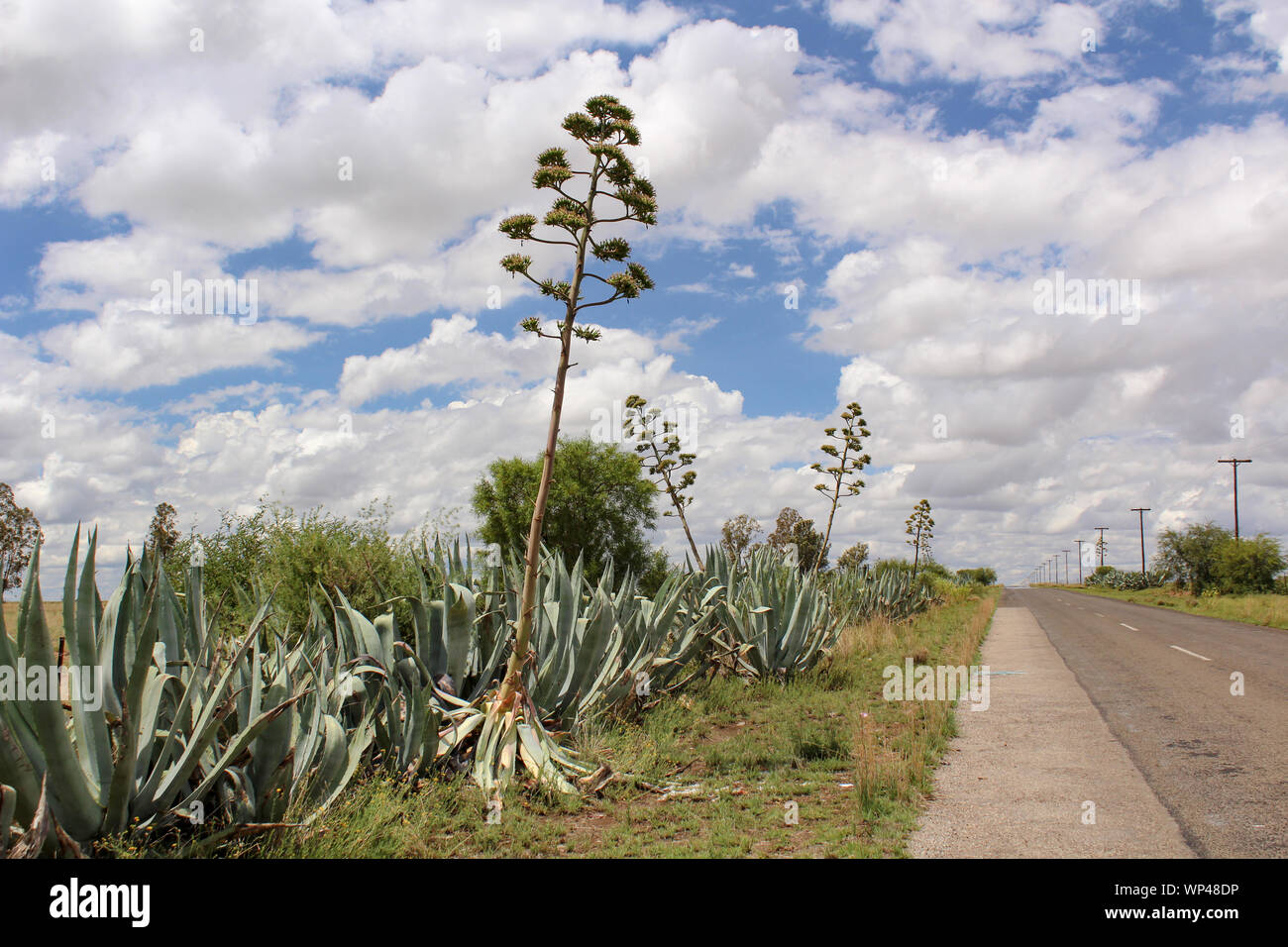 Road free state south africa hi-res stock photography and images - Alamy