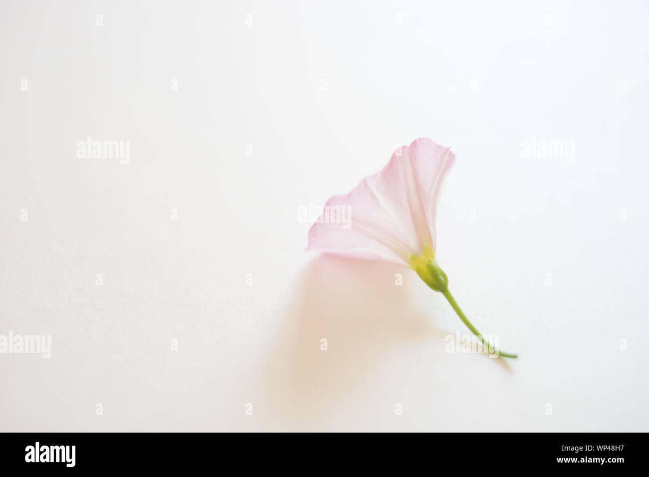 Small tender hi-res stock photography and images - Alamy