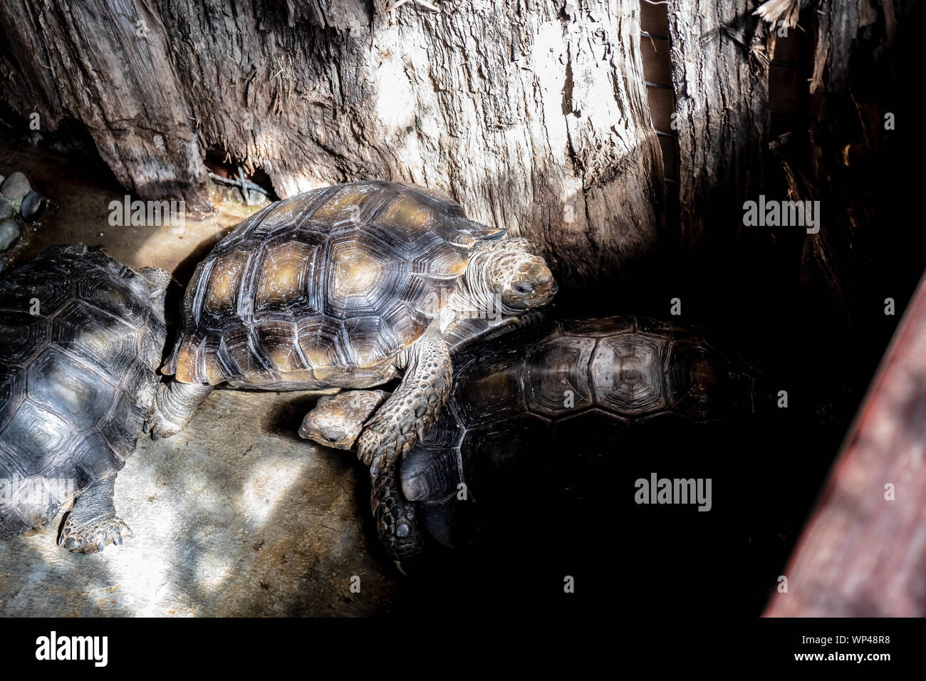 The wildlife zoo turtle reptile Stock Photo - Alamy