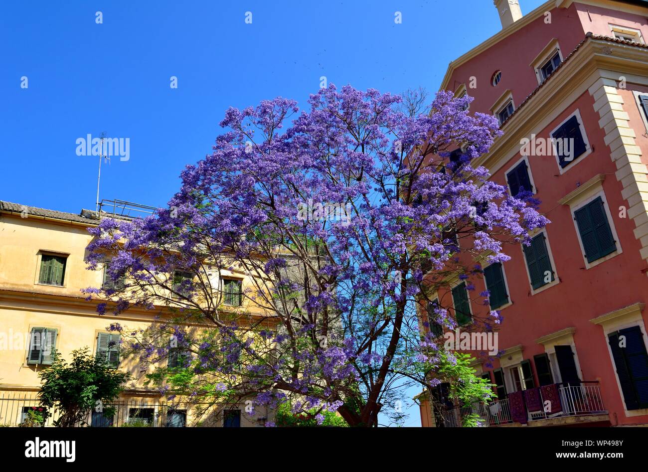 Jacaranda tree in Corfu Old Town. (Jacaranda mimosifolia Stock Photo ...