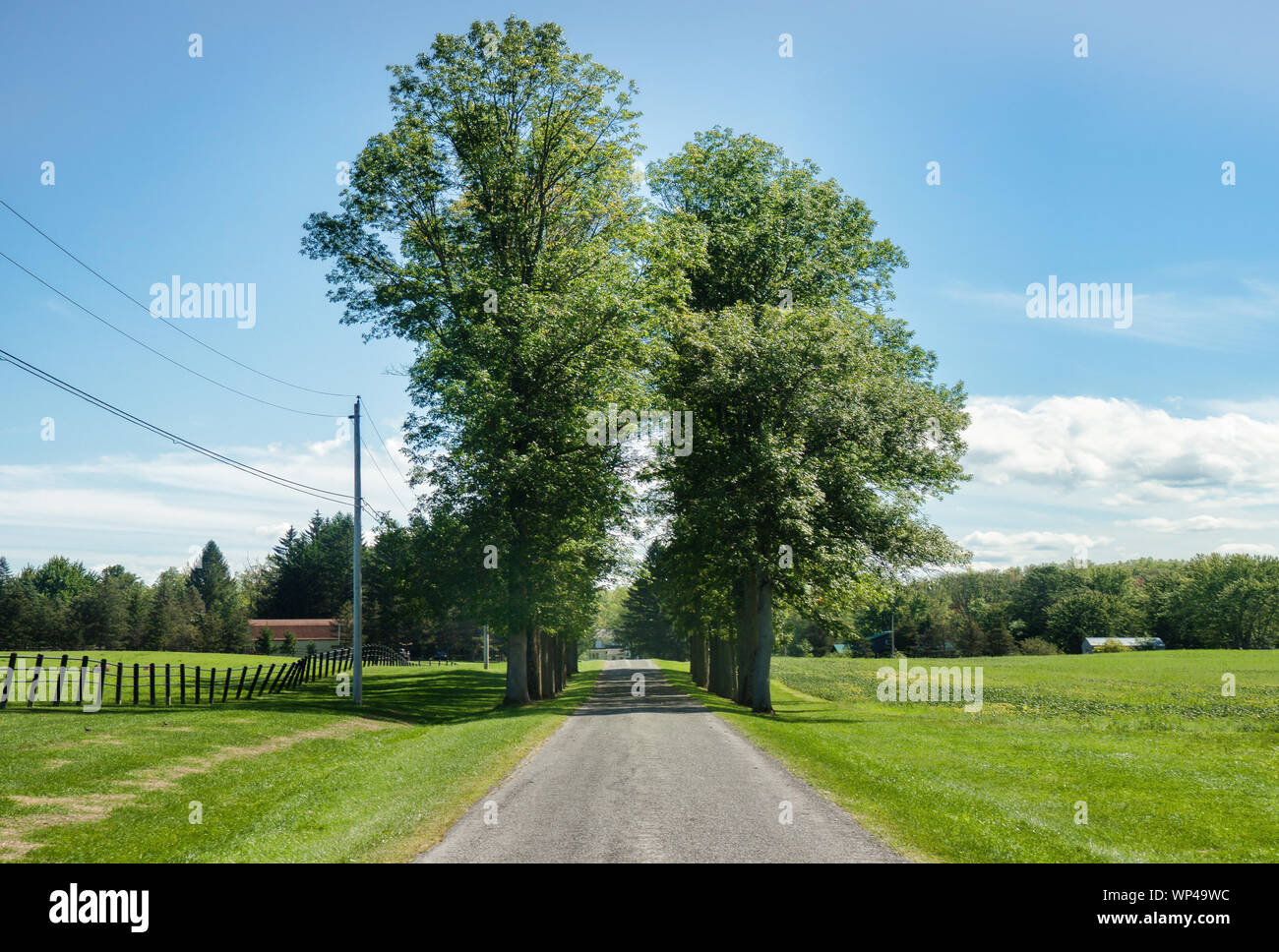 tree lined gravel road on a ranch Stock Photo - Alamy