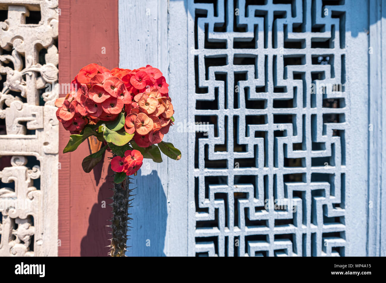Red Poi Sian flowers or Euphorbia Milii Desmoul with the blue wall ...