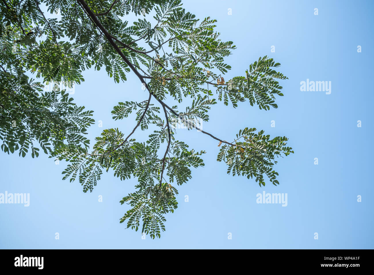 The background and texture of green tree branch leaves and summer blue ...