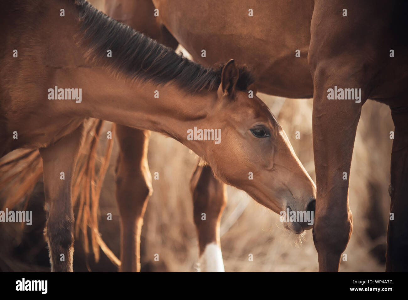 Lovely face skittish chestnut colt, who is hiding under the belly of ...