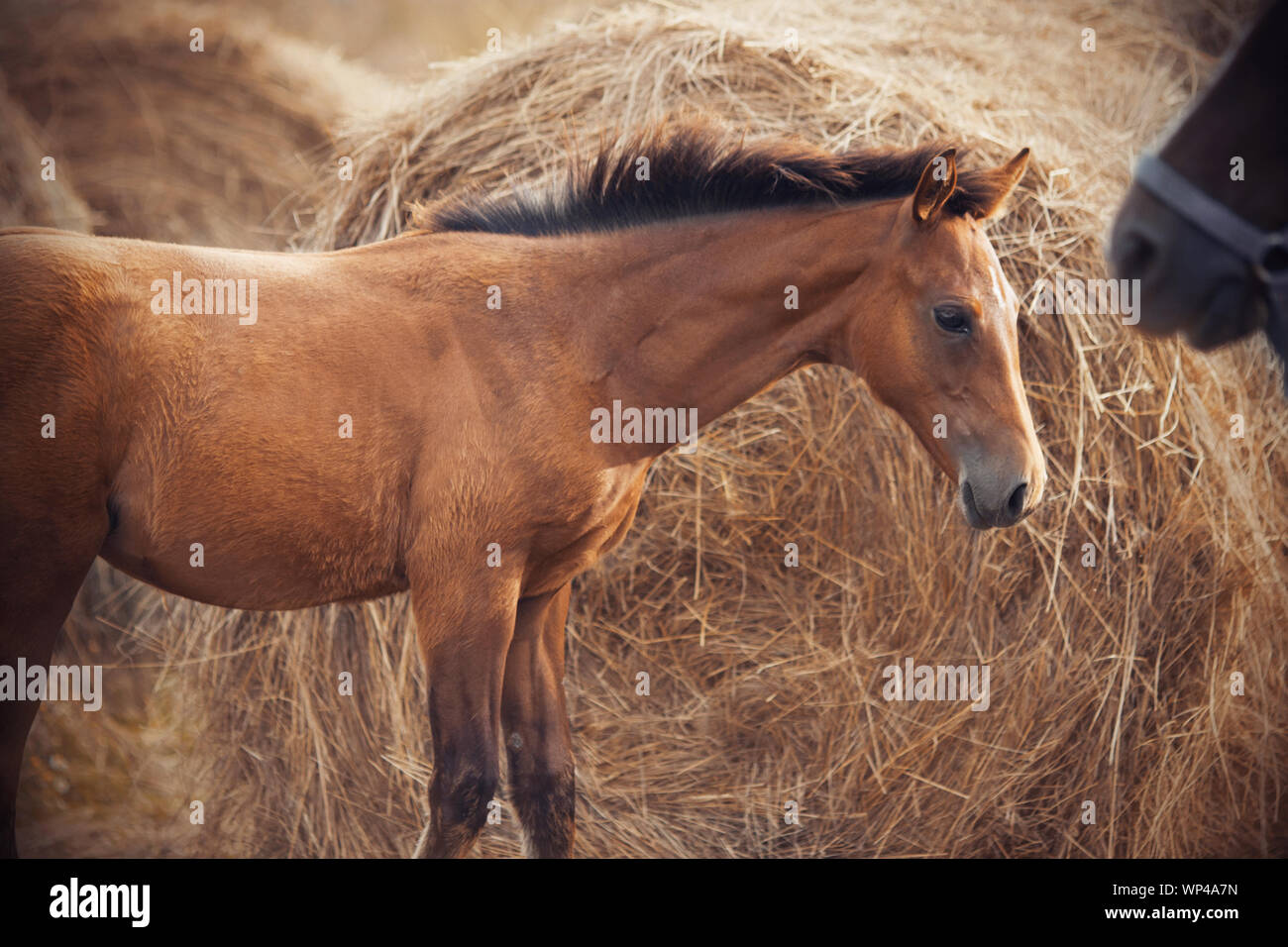 Shy cute chestnut foal standing next to a huge haystack, looking ...
