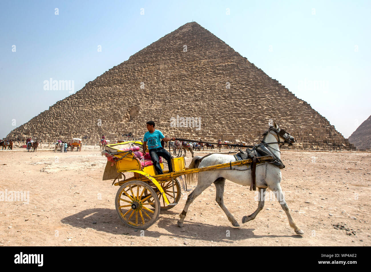A driver races his horse and buggy past the Pyramid of Khufu at the ...
