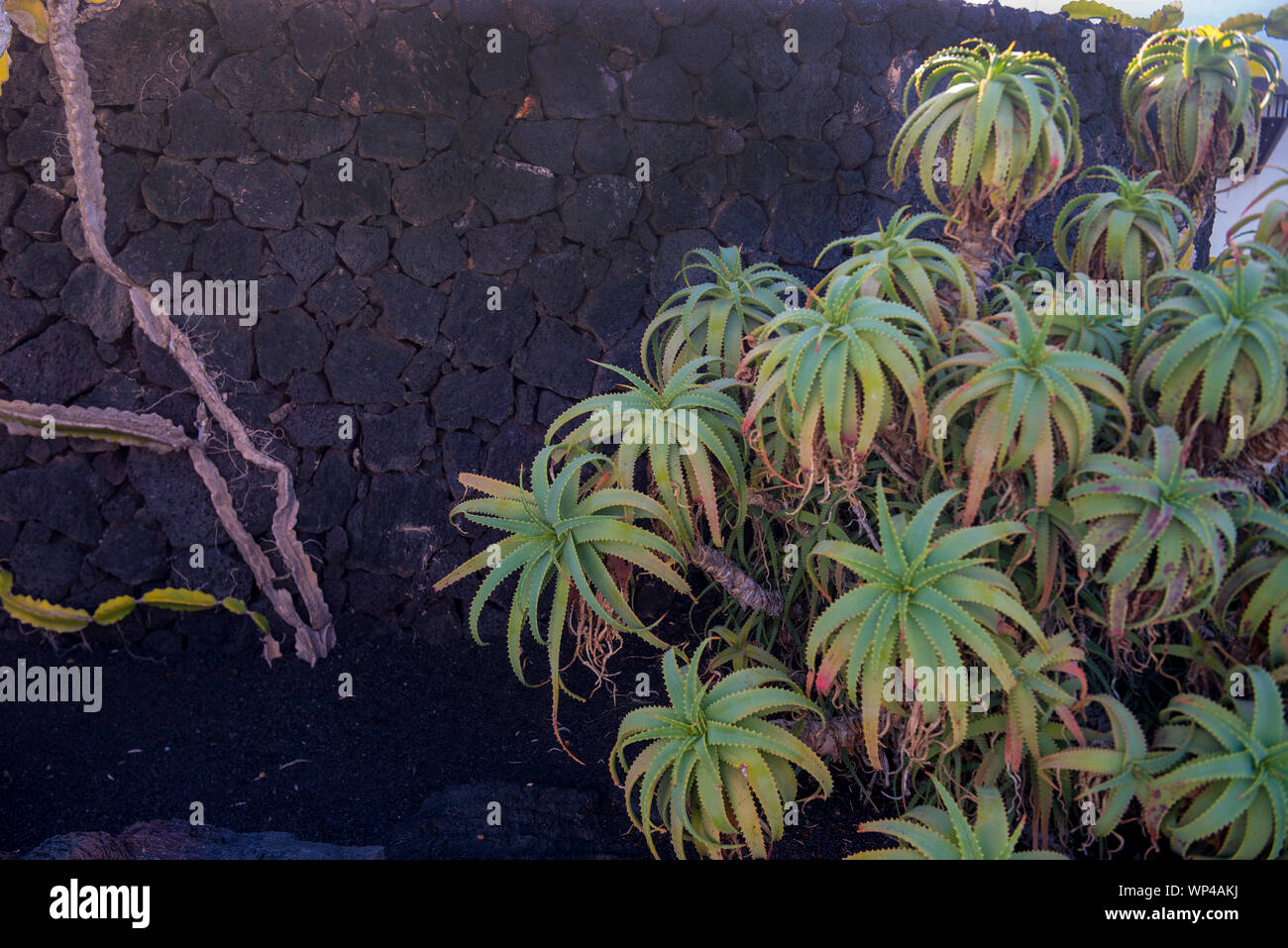 Lanzarote, Spain October 15 2018: Corner of the garden with succulent ...