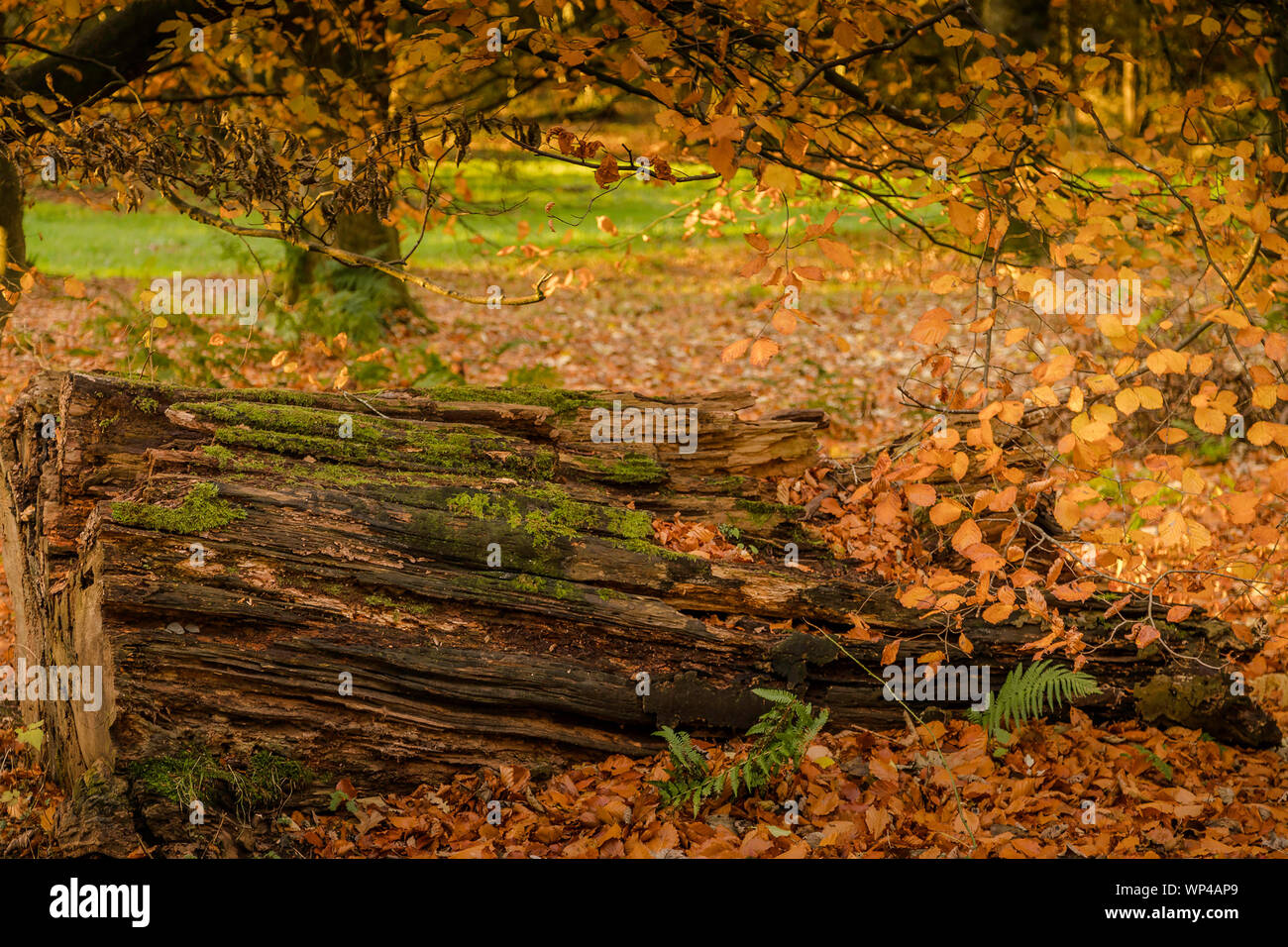 Rotten Plants High Resolution Stock Photography and Images - Alamy
