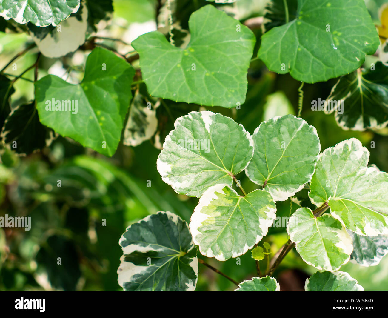 The background of green natural leaf in the local native garden Stock ...