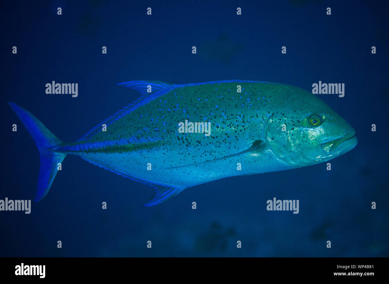 Pulau suanggi hi-res stock photography and images - Alamy
