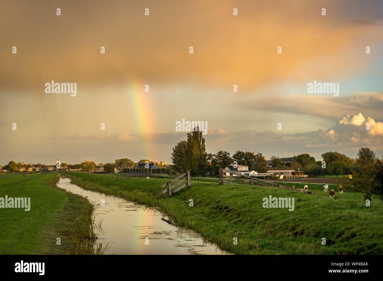 Typical dutch landscape with rainbow in the western part of Holland ...