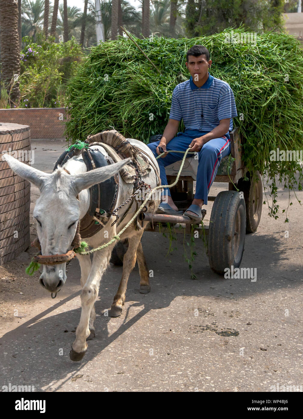 Egyptian riding donkey hi-res stock photography and images - Alamy