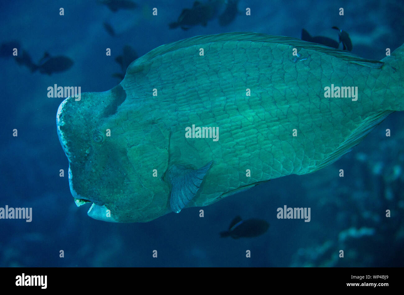 Bumphead fish hi-res stock photography and images - Alamy