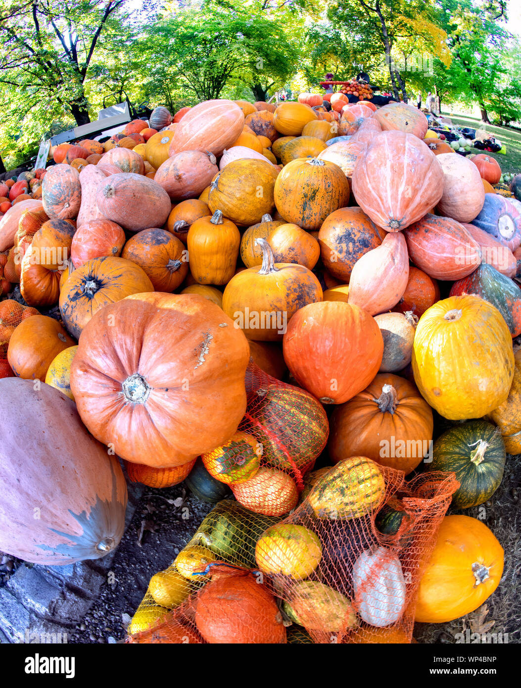 Colorful pumpkins collection on the autumn market Stock Photo - Alamy