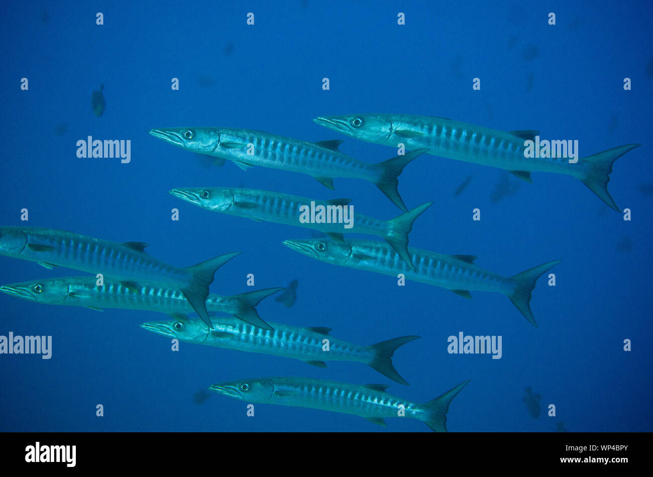 Pulau suanggi hi-res stock photography and images - Alamy