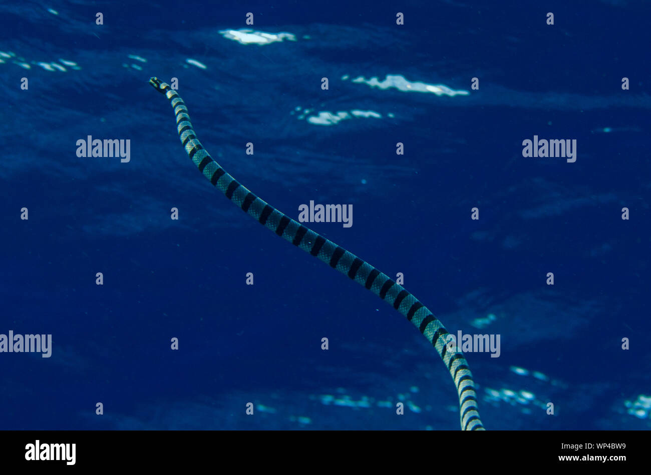 Banded Sea Snake, Laticauda colubrina, swimming to surface, Pulau ...
