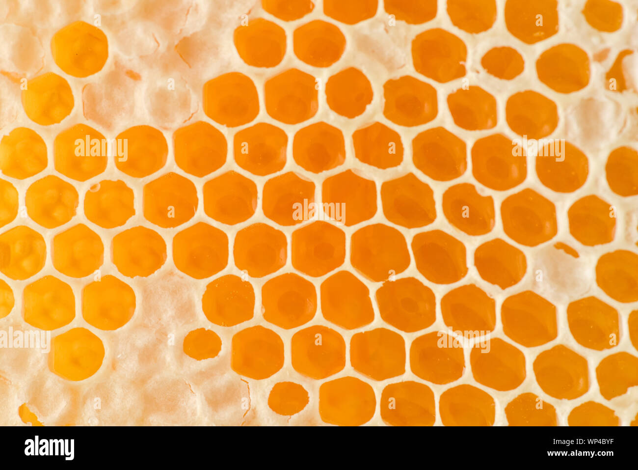 honeycomb cut natural bee freshly removed from the hive Stock Photo - Alamy