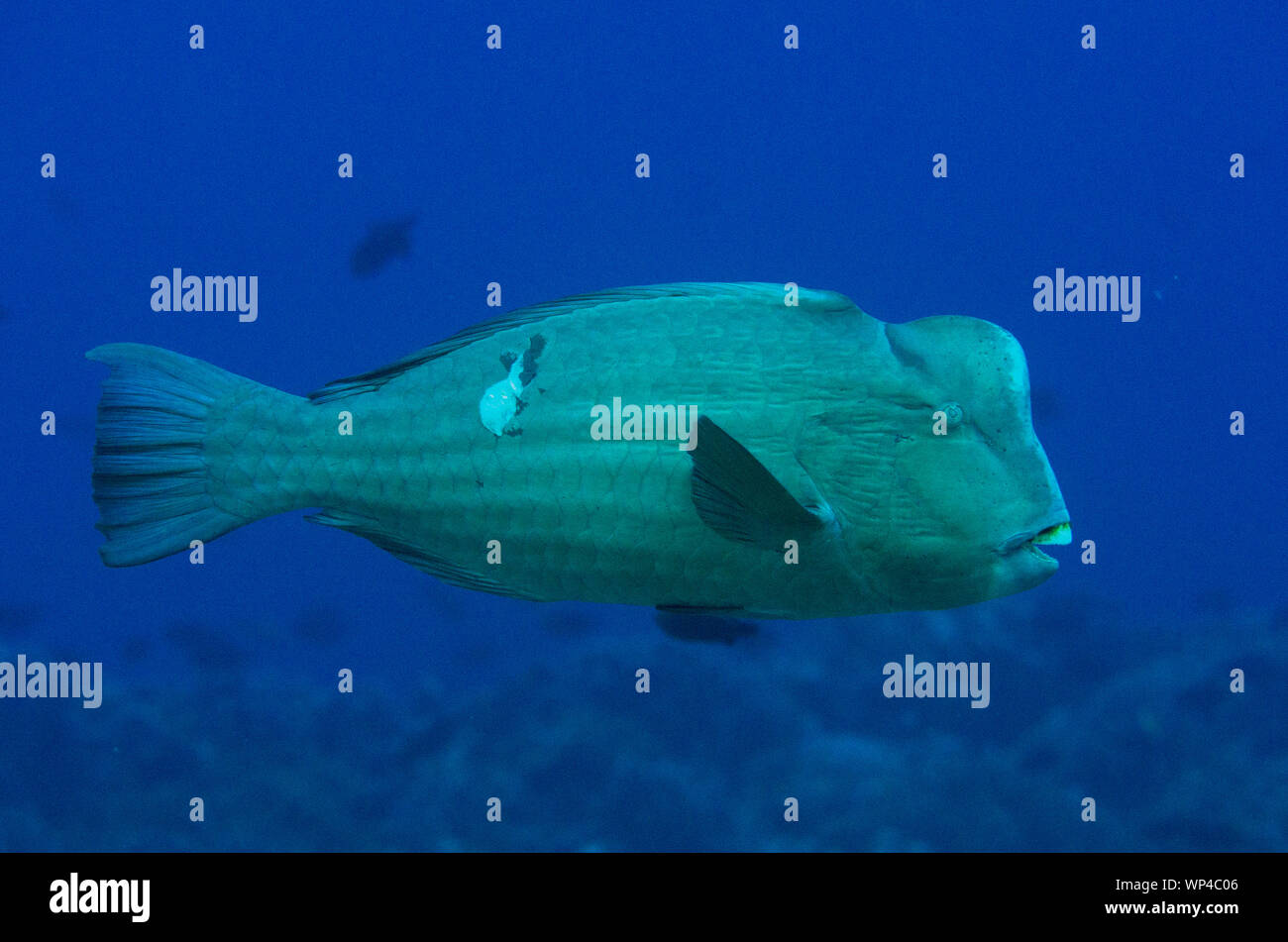 Bumphead Parrotfish, Bulbometopon muricatum, Pulau Suanggi dive site ...