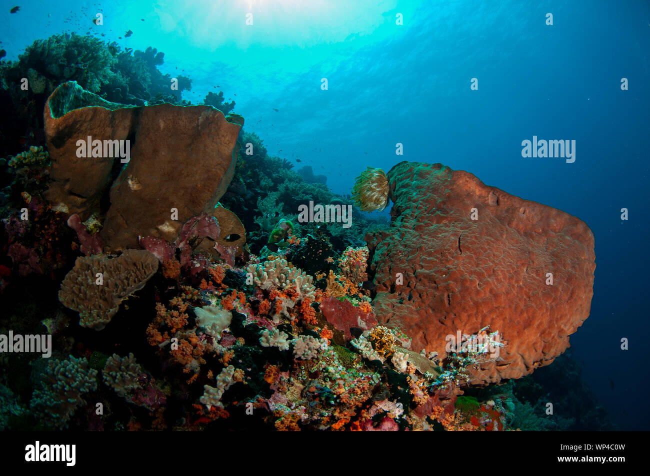Barrel Sponge, Xestospongia testudinaria, reef scene with sponges and ...
