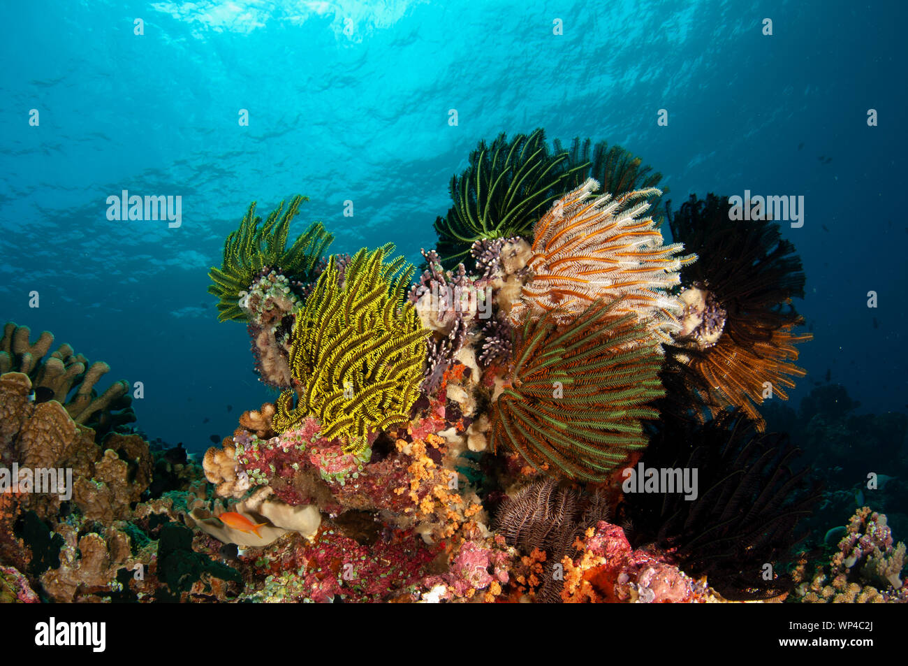 Crinoids (Comatulida Order, Pulau Ai dive site, Banda Islands, Maluku ...