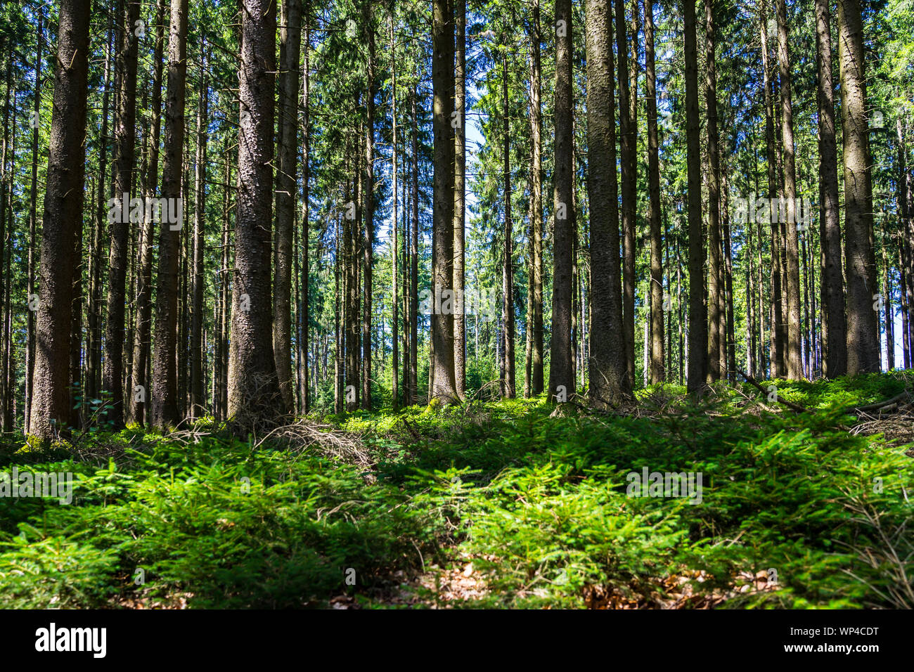 Germany, Big tree trunks behind young green seedling trees of fir trees ...