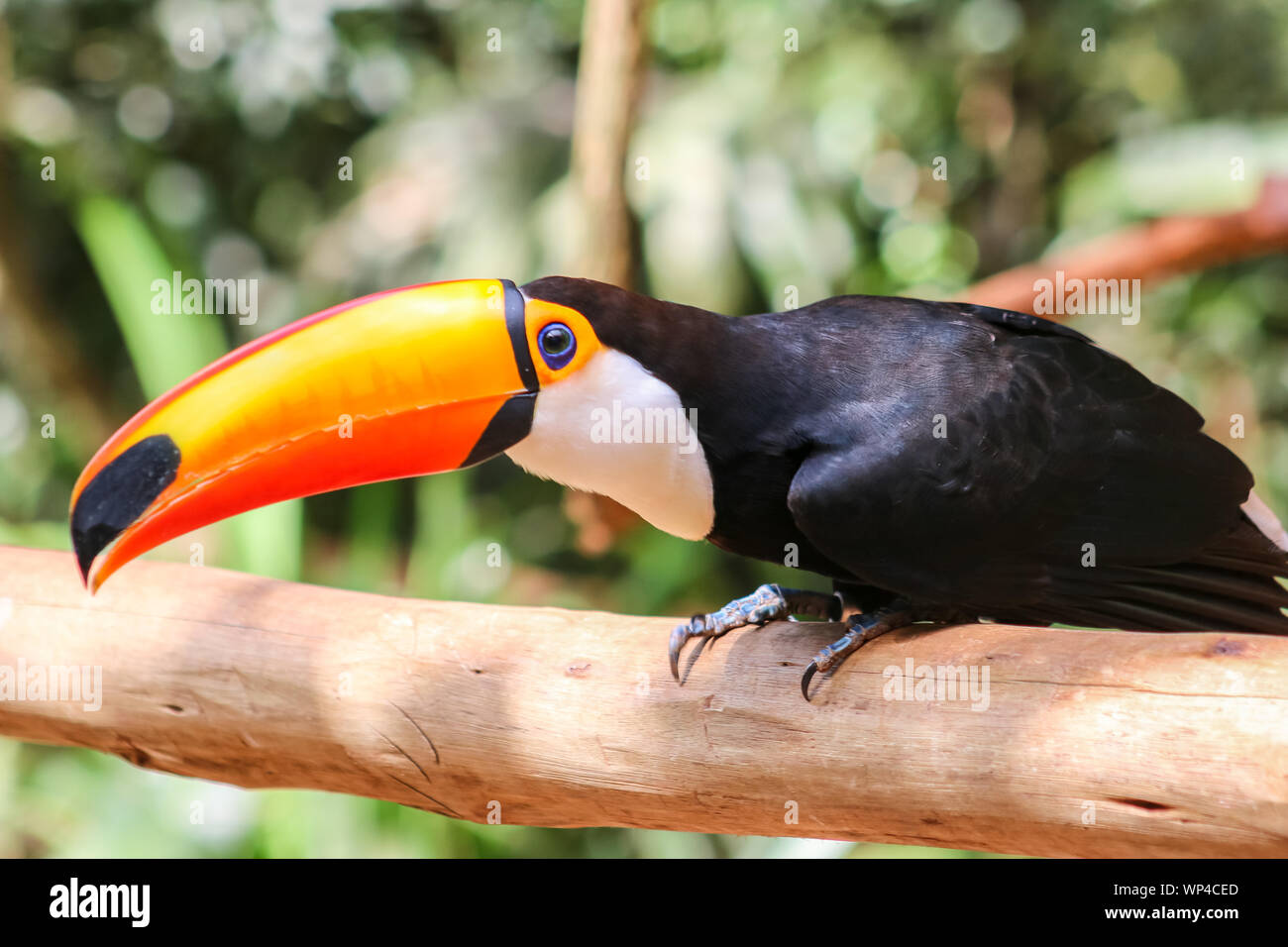 Tucan macro hi-res stock photography and images - Alamy