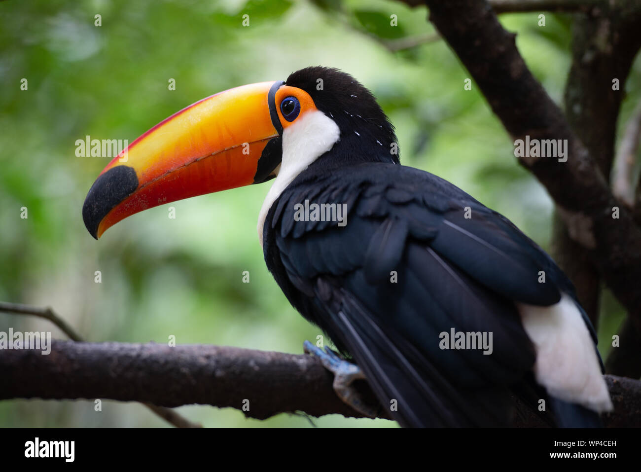 Tucan macro hi-res stock photography and images - Alamy