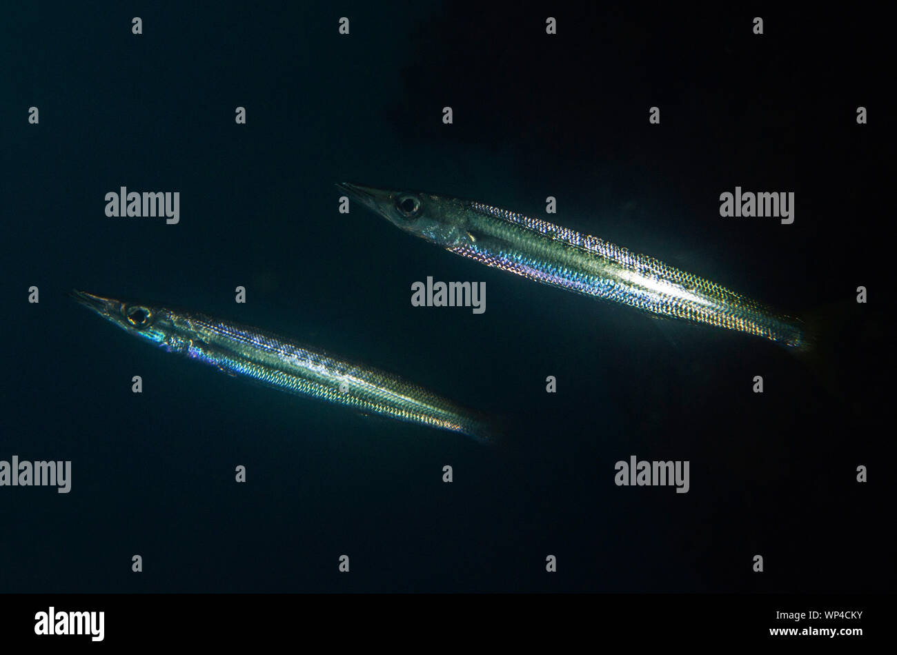 Brass Striped Barracuda, Sphyraena helleri, pair, Banda Neira Jetty ...