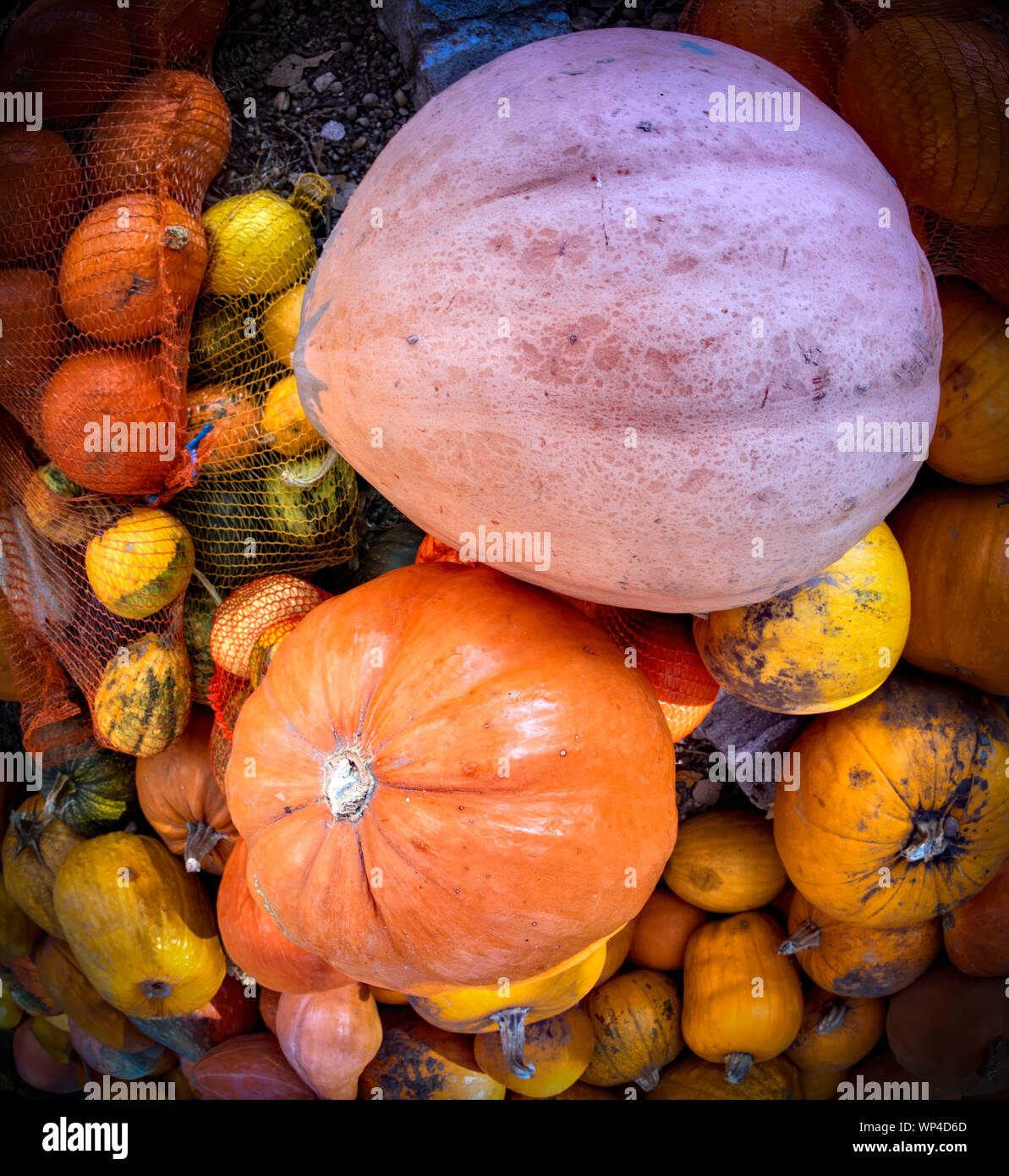 Magnificent oak tree hi-res stock photography and images - Alamy