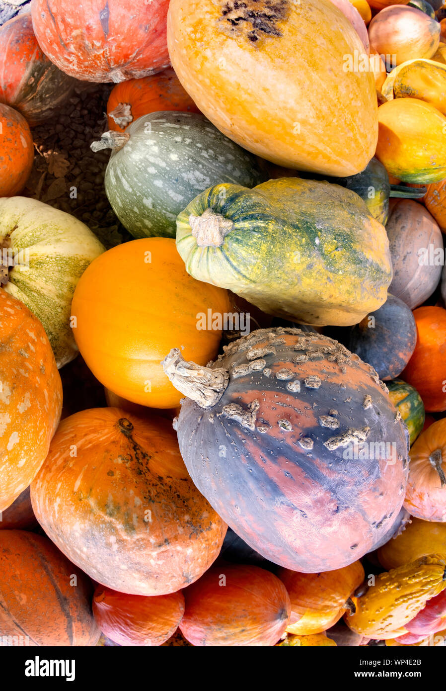 Magnificent oak tree hi-res stock photography and images - Alamy
