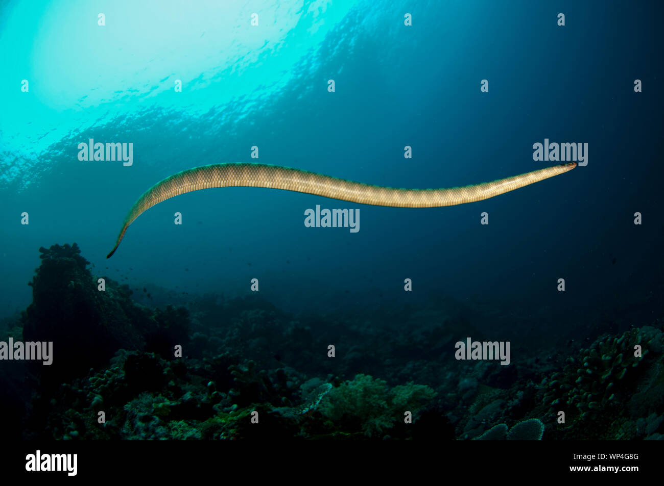 Chinese Sea Snake, Laticauda semifasciata, swimming, Snake Ridge dive ...
